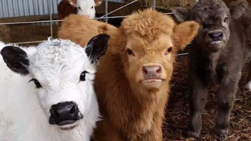 Sapi Mini Beneran Ada | Opini.id