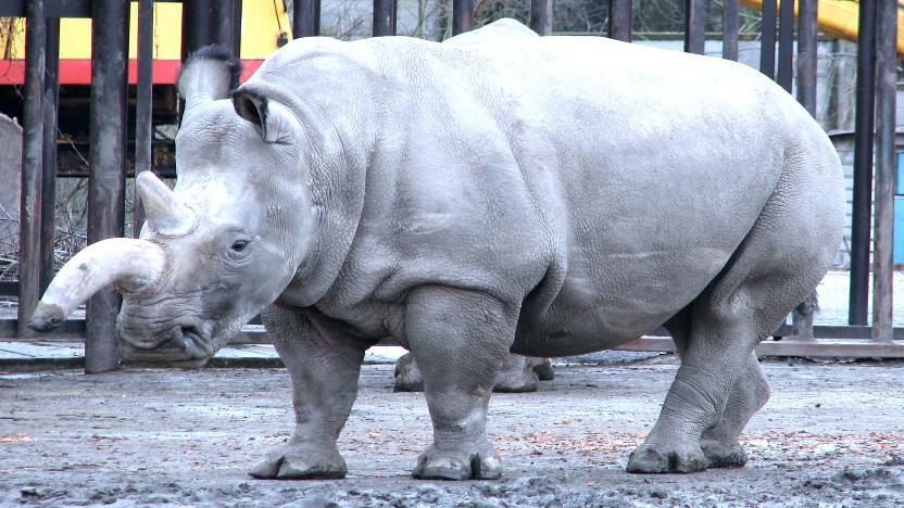 Badak Putih Utara Dinyatakan Punah | Opini.id